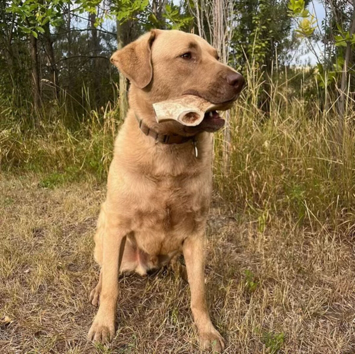 Elkhorn Dog Chews – Elk and Deer Antler Dog Chews